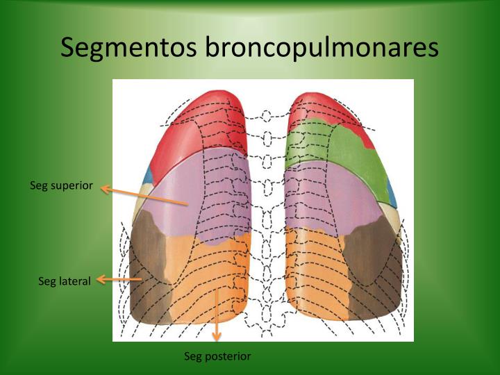 PPT - Sistema Respiratorio PowerPoint Presentation - ID:5658290