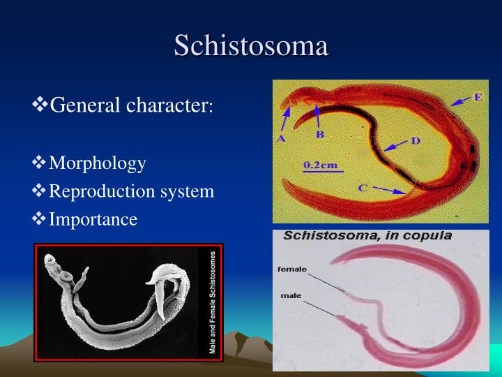 PPT - Schistosoma PowerPoint Presentation - ID:5658490