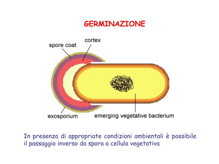 PPT - LE SPORE PowerPoint Presentation - ID:5660709