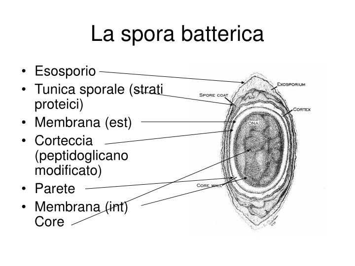 PPT - LE SPORE PowerPoint Presentation - ID:5660709