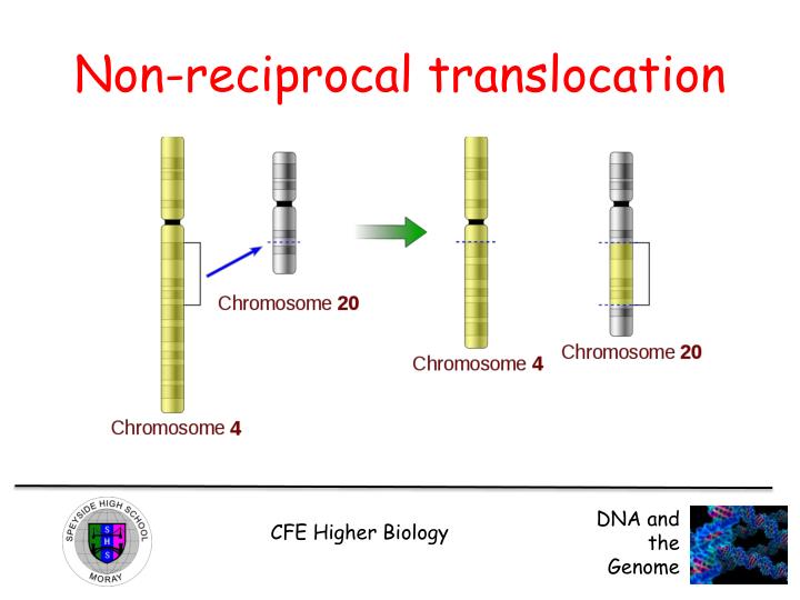 PPT - Key area 6: Mutations PowerPoint Presentation - ID:5661363