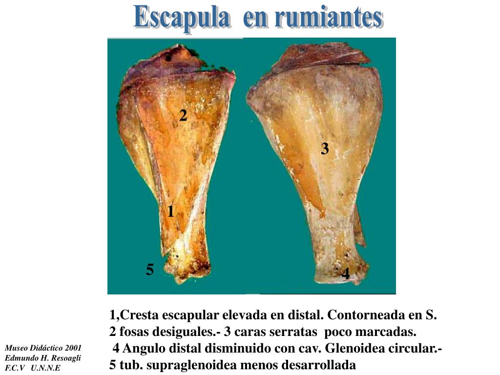 PPT - Esqueleto del miembro toracico en las distintas especies ...