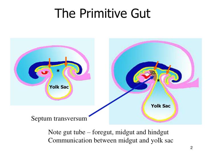 PPT - Embryology Digestive and Respiratory Systems PowerPoint ...