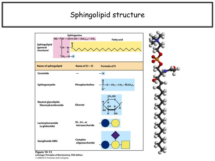 PPT - Chapter 10: Lipids PowerPoint Presentation - ID:5664688