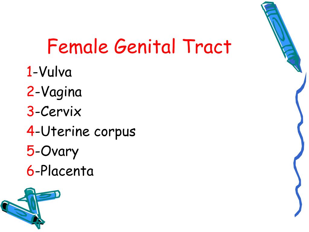 Ppt Female Genital Tract Powerpoint Presentation Free Download Id
