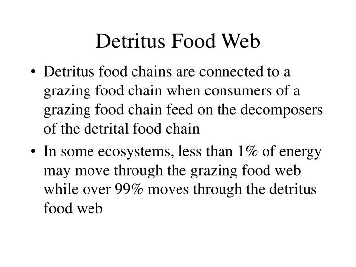 PPT - Food Webs PowerPoint Presentation - ID:5665324