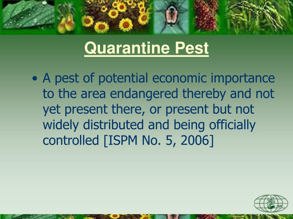 PPT - Pest Risk Analysis (PRA) Stage 2: Pest Risk Assessment PowerPoint ...