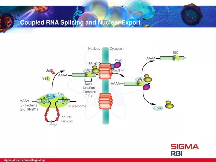 PPT - Coupled RNA Splicing and Nuclear Export PowerPoint Presentation ...