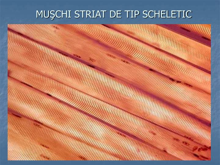 PPT - SISTEMUL MUSCULAR PowerPoint Presentation - ID:5667941