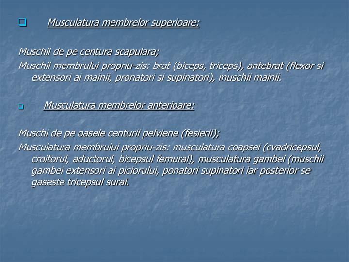 PPT - SISTEMUL MUSCULAR PowerPoint Presentation - ID:5667941