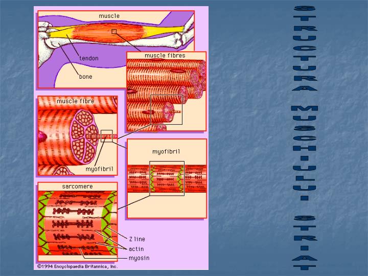 PPT - SISTEMUL MUSCULAR PowerPoint Presentation - ID:5667941