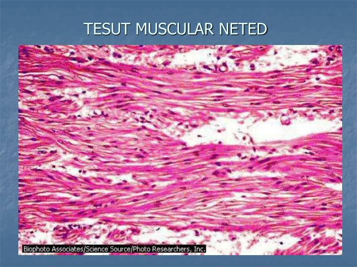 PPT - SISTEMUL MUSCULAR PowerPoint Presentation - ID:5667941