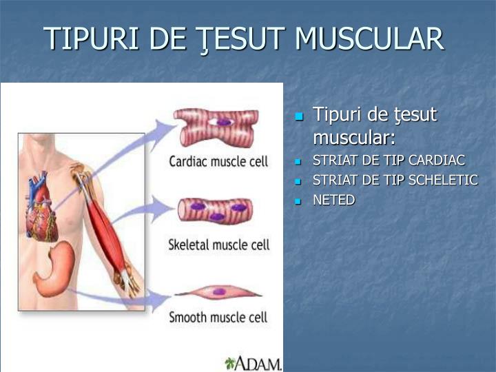 PPT - SISTEMUL MUSCULAR PowerPoint Presentation - ID:5667941