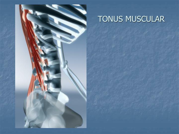 PPT - SISTEMUL MUSCULAR PowerPoint Presentation - ID:5667941