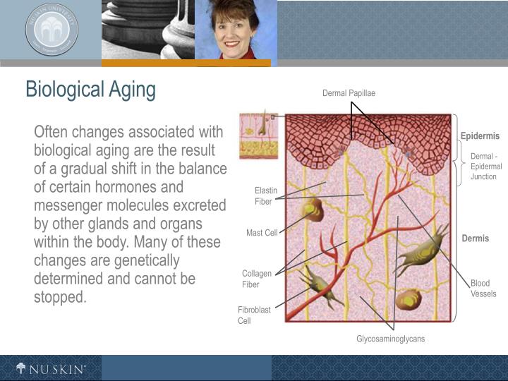 PPT - Skin Aging and Physiology PowerPoint Presentation - ID:5668117