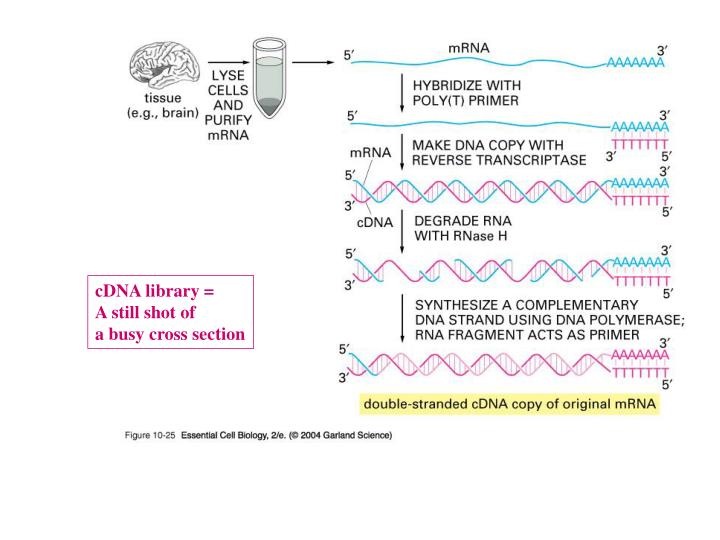 PPT - Genome Project PowerPoint Presentation - ID:5668592