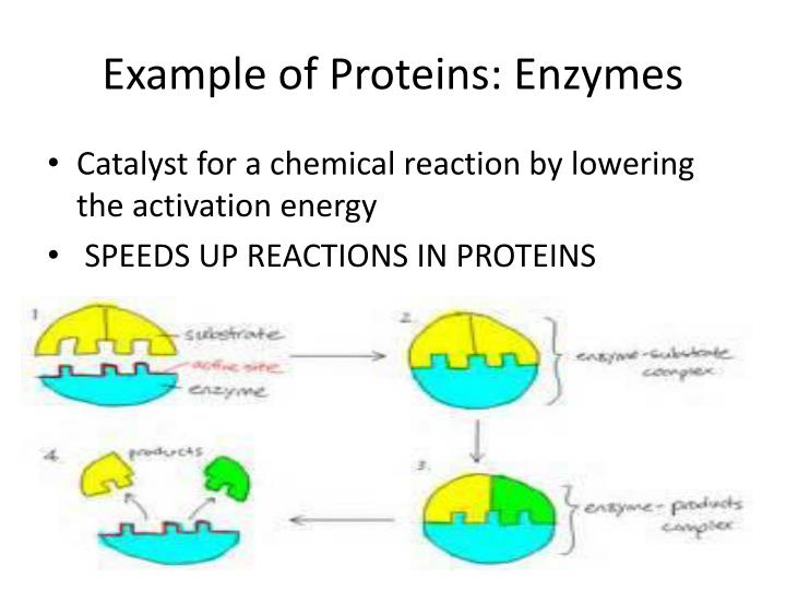 PPT - CARBOHYDRATES PowerPoint Presentation - ID:5668910
