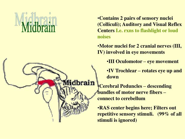 PPT - Brain Anatomy PowerPoint Presentation - ID:5669727