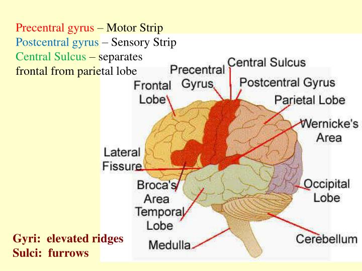PPT - Brain Anatomy PowerPoint Presentation - ID:5669727