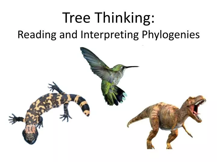 PPT - Tree Thinking: Reading and Interpreting Phylogenies PowerPoint ...
