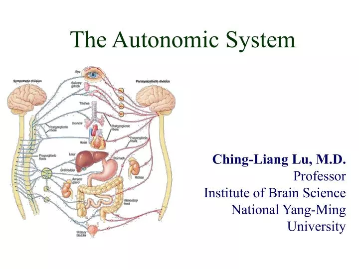 PPT - The Autonomic System PowerPoint Presentation, free download - ID ...