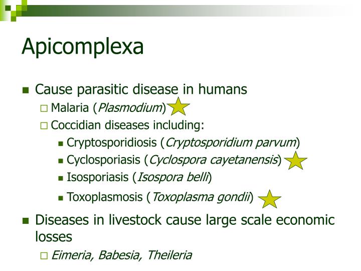 PPT - Sporozoans PowerPoint Presentation - ID:5671037