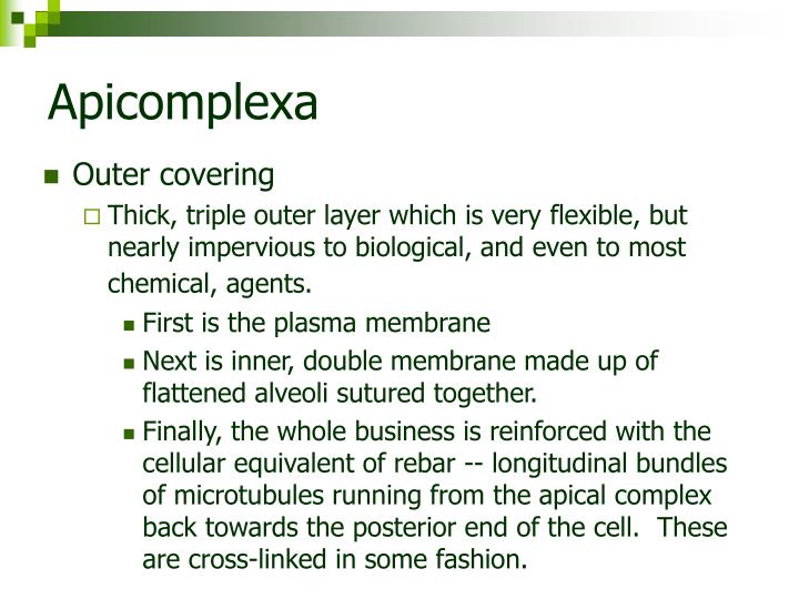 PPT - Sporozoans PowerPoint Presentation - ID:5671037