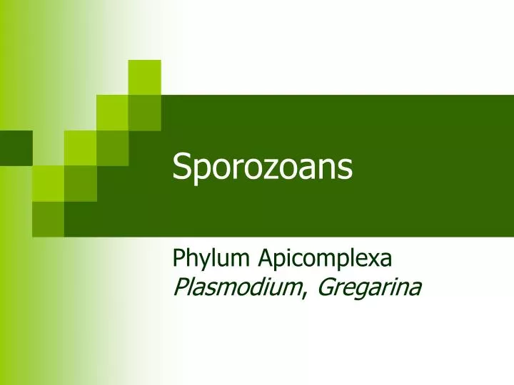 PPT - Sporozoans PowerPoint Presentation, free download - ID:5671037