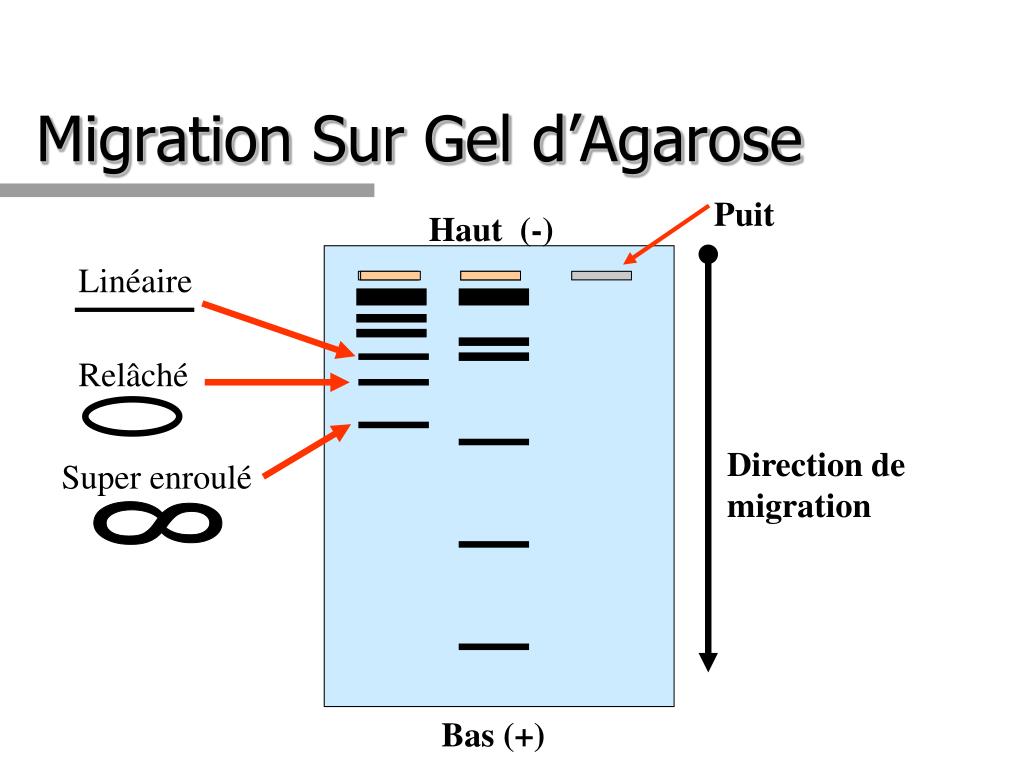 PPT - Biologie Moléculaire PowerPoint Presentation, free download - ID ...