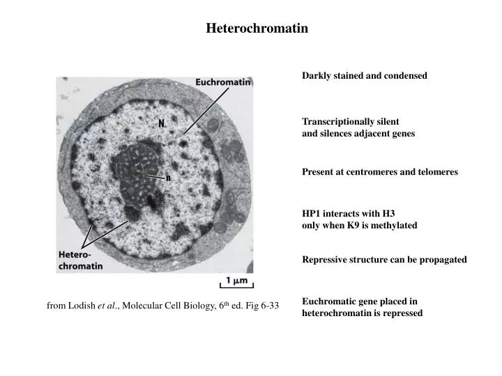 PPT - Heterochromatin PowerPoint Presentation, free download - ID:5671880