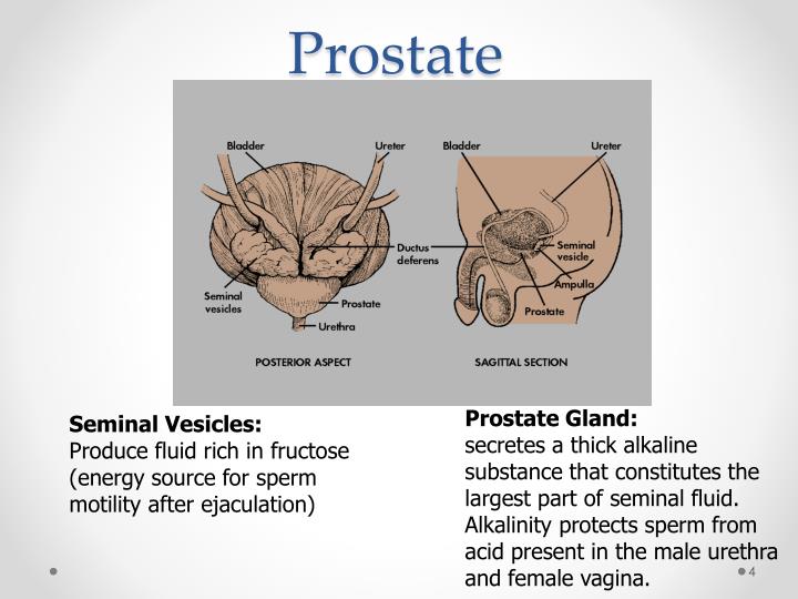 PPT - Scrotal Ultrasound PowerPoint Presentation - ID:5671926
