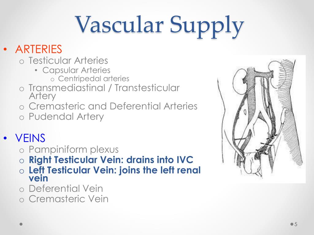 Ppt Scrotal Ultrasound Powerpoint Presentation Free Download Id5671926