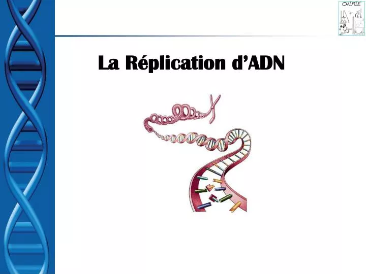 PPT - La Réplication d’ADN PowerPoint Presentation, free download - ID ...