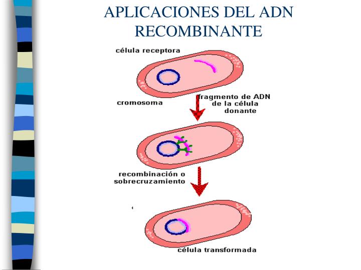 PPT - ADN RECOMBINANTE PowerPoint Presentation - ID:5672023