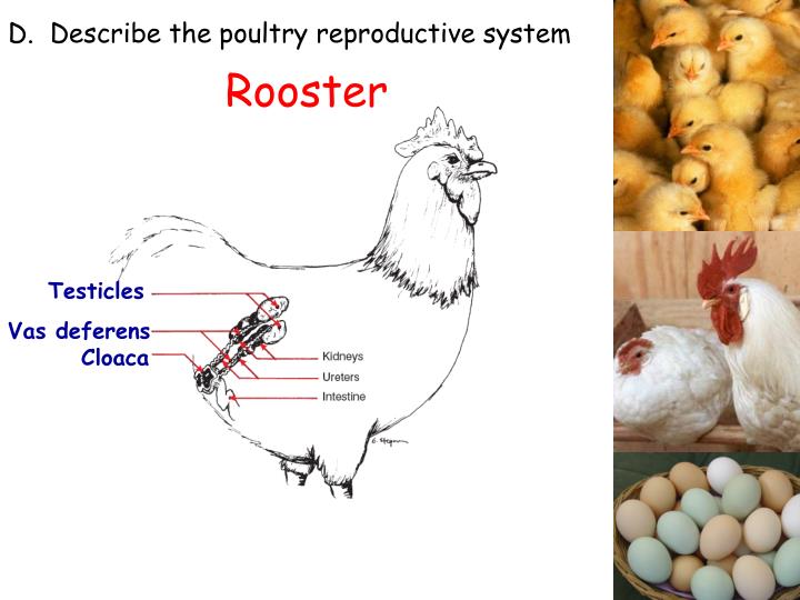 PPT - Poultry Production PowerPoint Presentation - ID:5672057