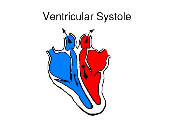 PPT - 3.1.5 Control of the Cardiac Cycle PowerPoint Presentation - ID ...