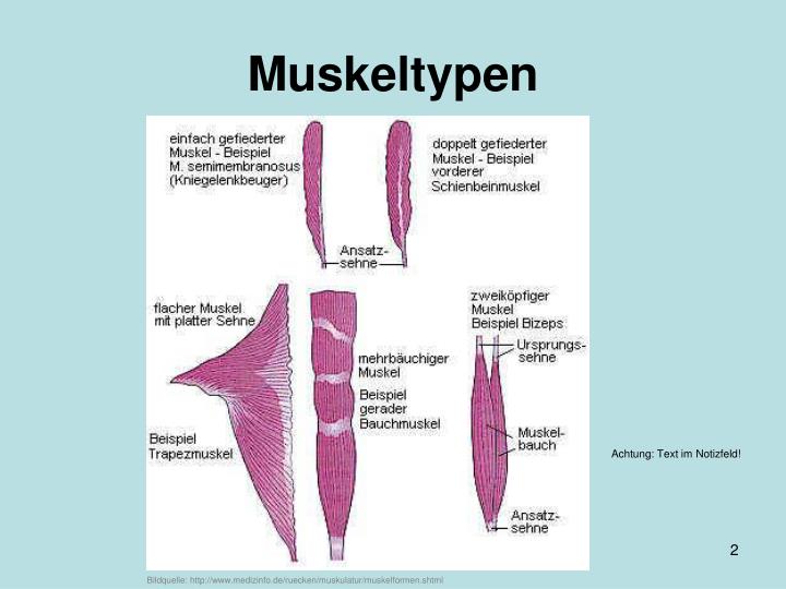 PPT - Die Muskelkontraktion PowerPoint Presentation - ID:5674019