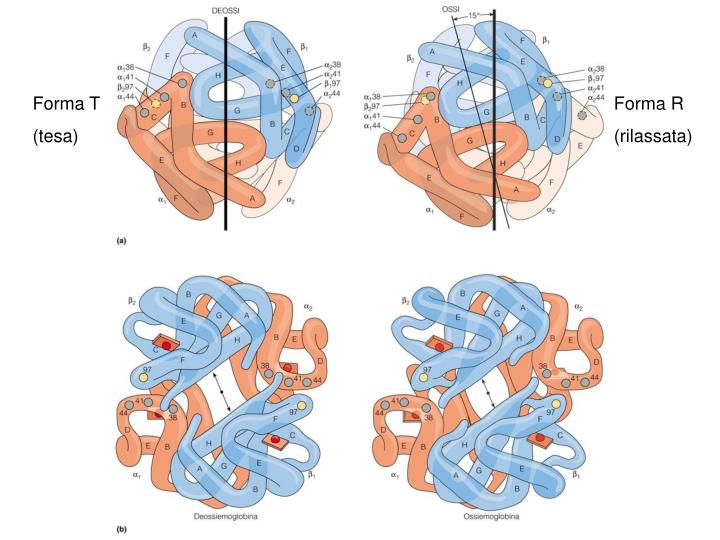 PPT - EMOGLOBINA PowerPoint Presentation - ID:5674110