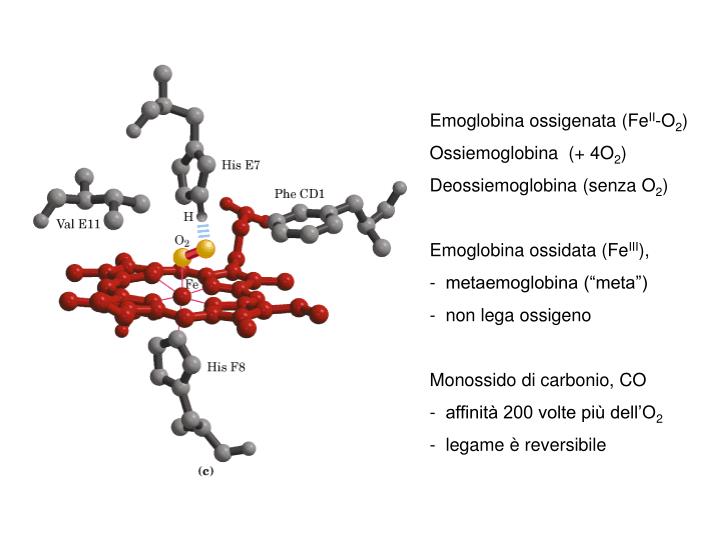 PPT - EMOGLOBINA PowerPoint Presentation - ID:5674110