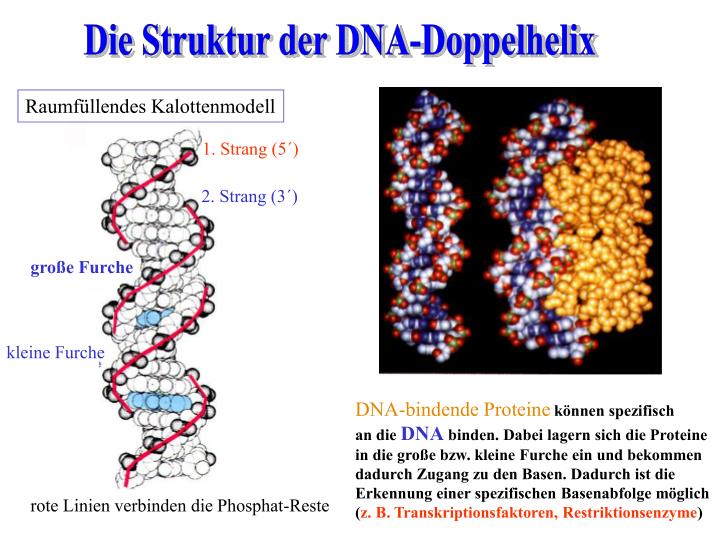 PPT - In der Zelle formt die DNA eine Doppelhelix mit zwei ...