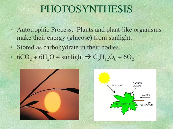 PPT - PHOTOSYNTHESIS PowerPoint Presentation, free download - ID:5674812