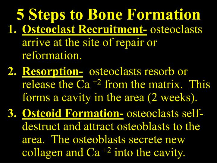 PPT - The Skeletal System PowerPoint Presentation - ID:5675112