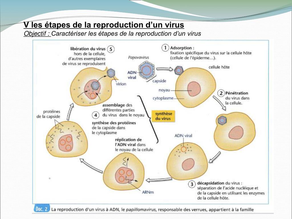 PPT - Contexte n°5 : La pouponnière PowerPoint Presentation, free ...