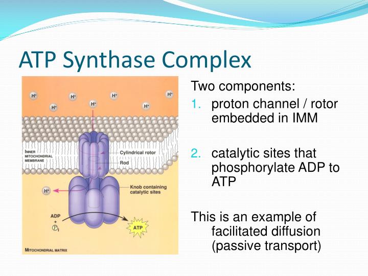 PPT - Electron Transport Chain PowerPoint Presentation - ID:5678682