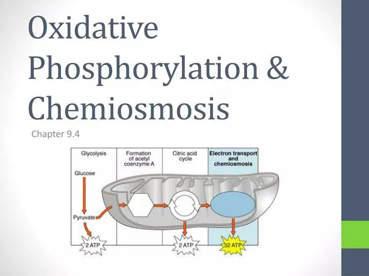PPT - Oxidative Phosphorylation & Chemiosmosis PowerPoint Presentation ...