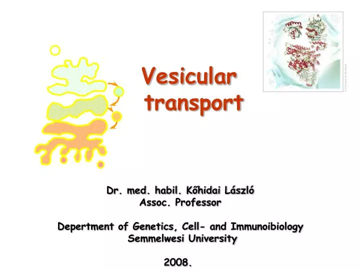 PPT - Vesicular transport PowerPoint Presentation, free download - ID ...