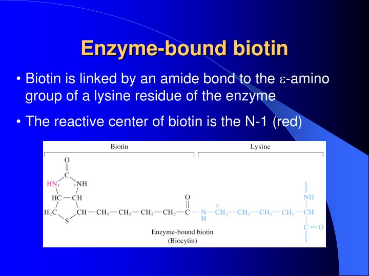 PPT - Chapter 7 - Coenzymes and Vitamins PowerPoint Presentation - ID ...