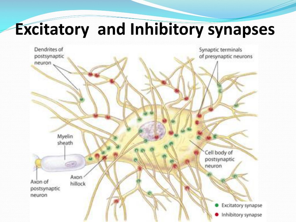 Excitatory Synapse Vs Inhibitory at Janie Cooper blog Excitatory Synapse Vs Inhibitory at Janie Cooper blog