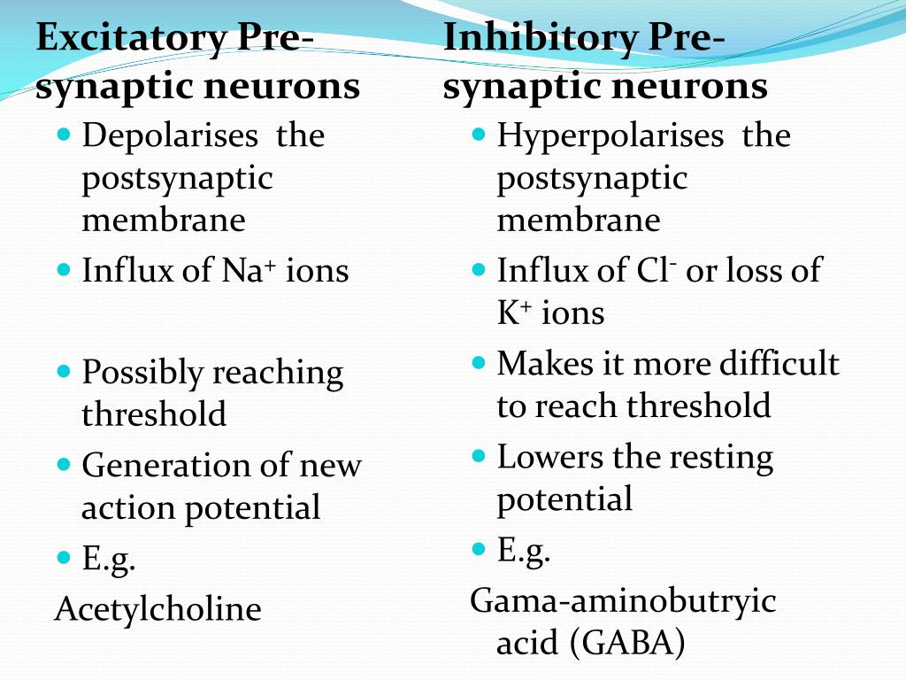 Excitatory Synapse Vs Inhibitory at Janie Cooper blog Excitatory Synapse Vs Inhibitory at Janie Cooper blog