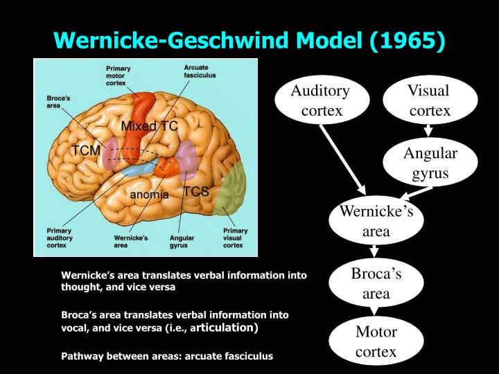 PPT - Aphasia PowerPoint Presentation - ID:5681188